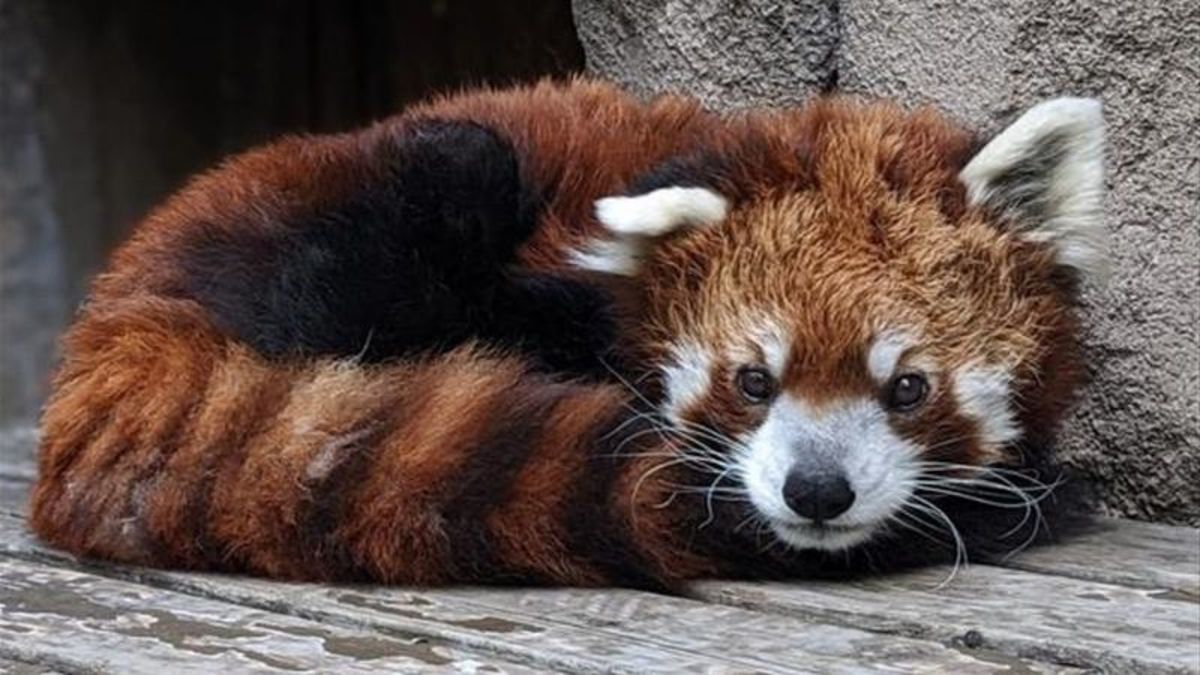 Calgary Zoo says goodbye to 18-year-old red panda Dusk | CHAT News Today