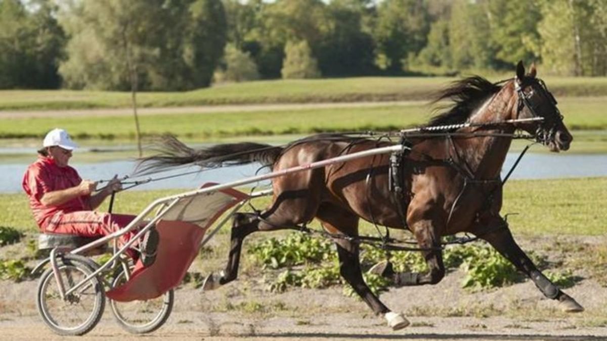 World-record holder Bulldog Hanover captures 2022 Cam Fella Award | paNOW