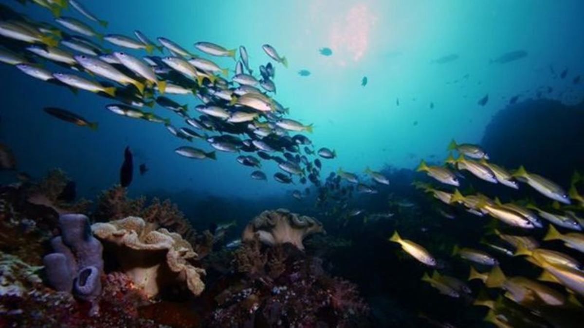 Fish sounds could help scientists understand their ocean world | rdnewsnow.com