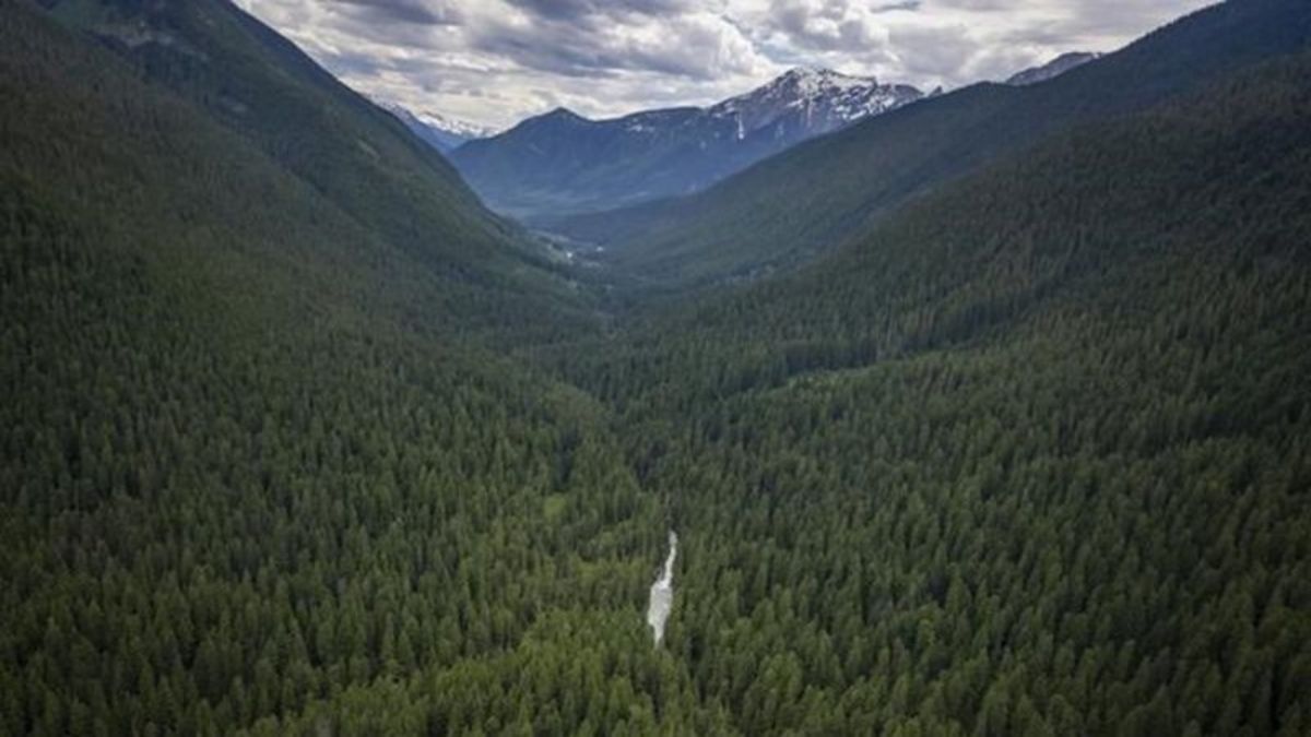 B.C. valley of ancient trees, rare animals preserved in deal with ...