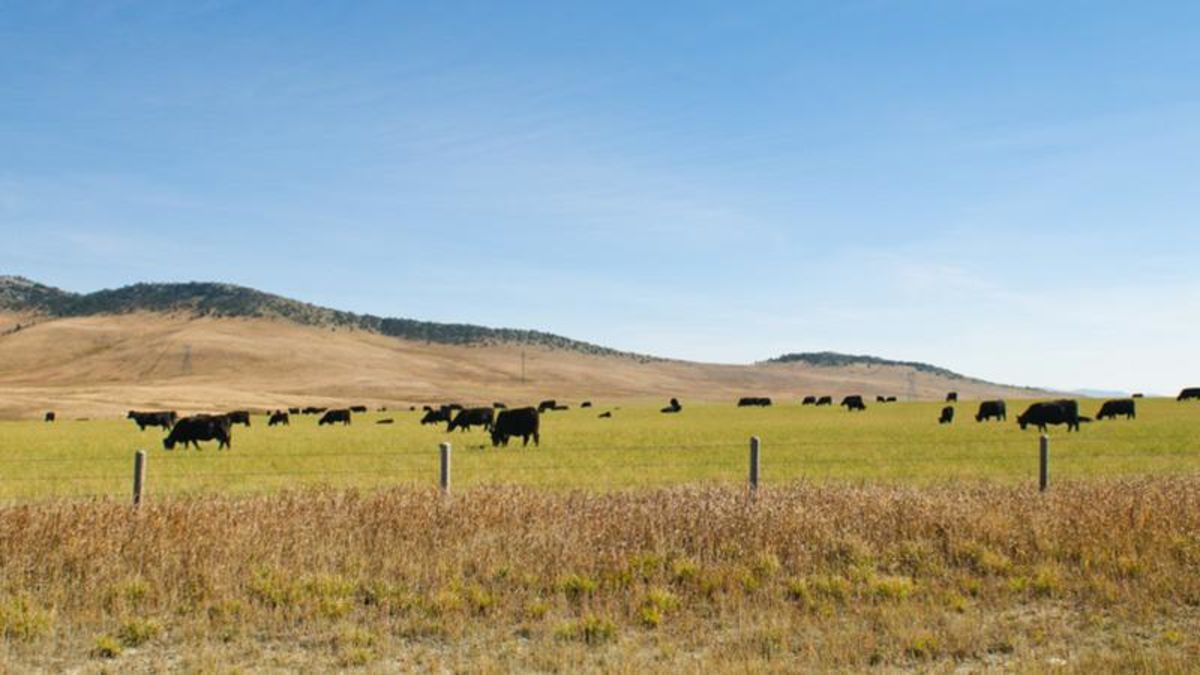 Crown land grazing rates frozen in Saskatchewan | northeastNOW