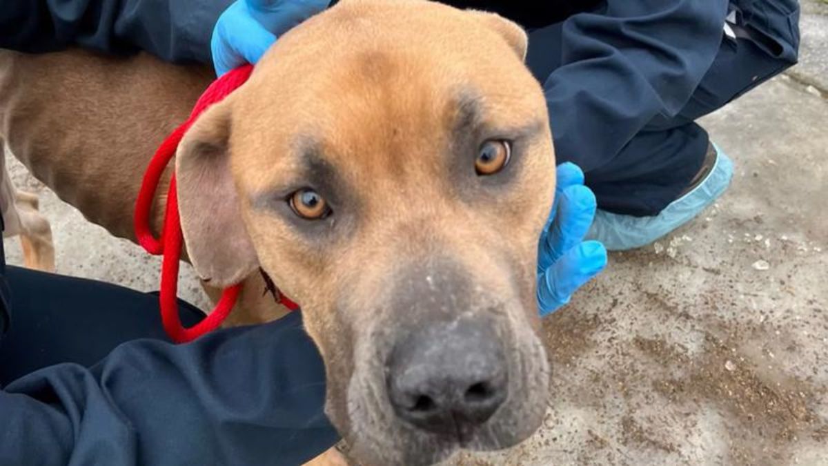 Clearwater locals to host a fundraiser for mistreated dogs | CFJC Today ...