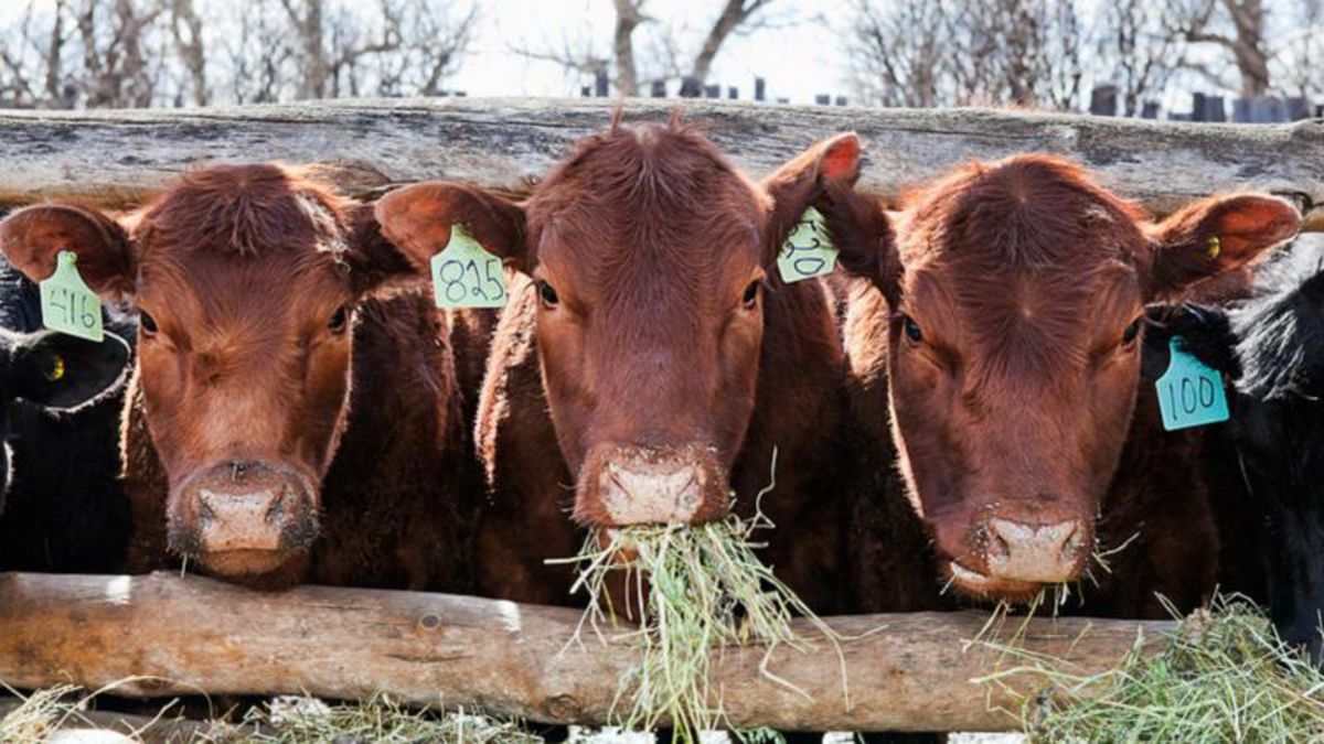 Saskatchewan cattle groups elects executive | paNOW