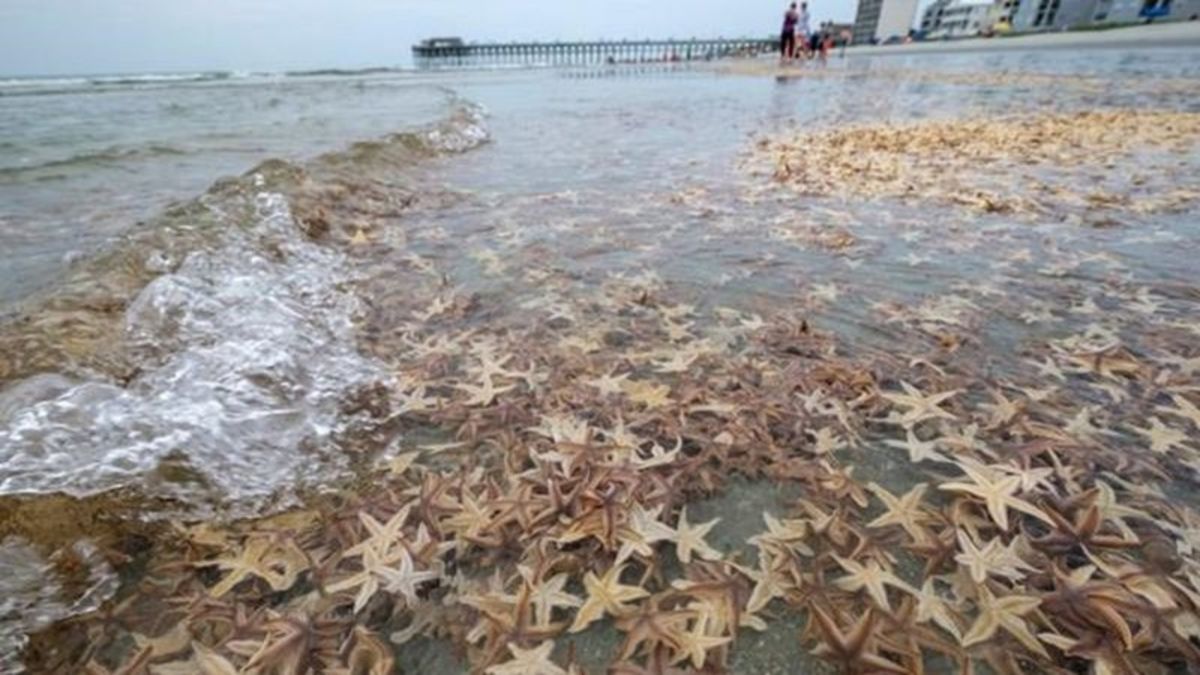 There’s a hungry Arctic predator with a lot of arms that eats polar ...