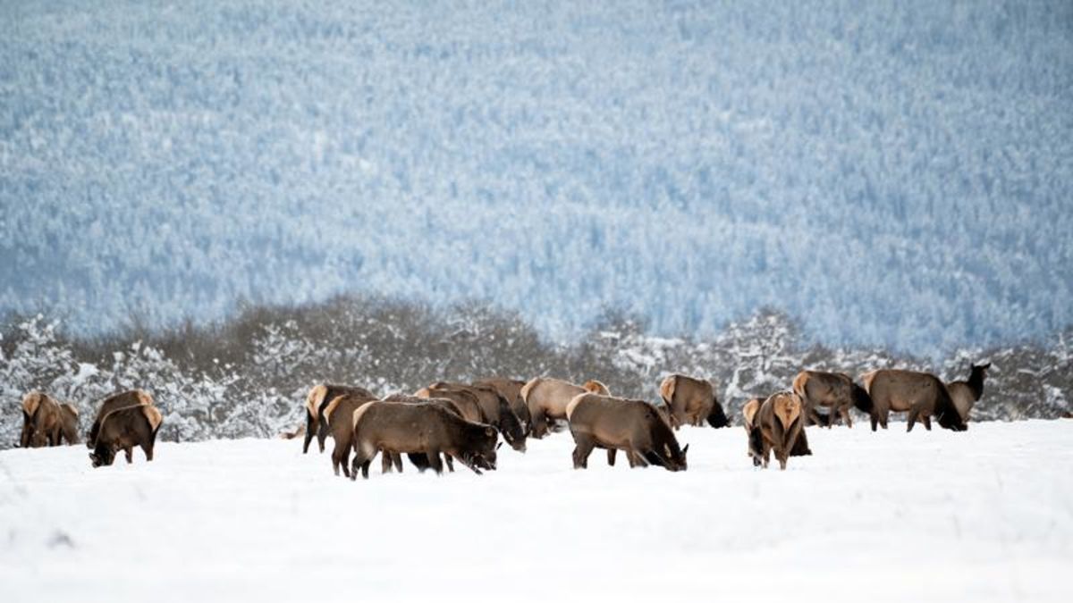Two areas outside of Waterton to be protected by Nature Conservancy ...