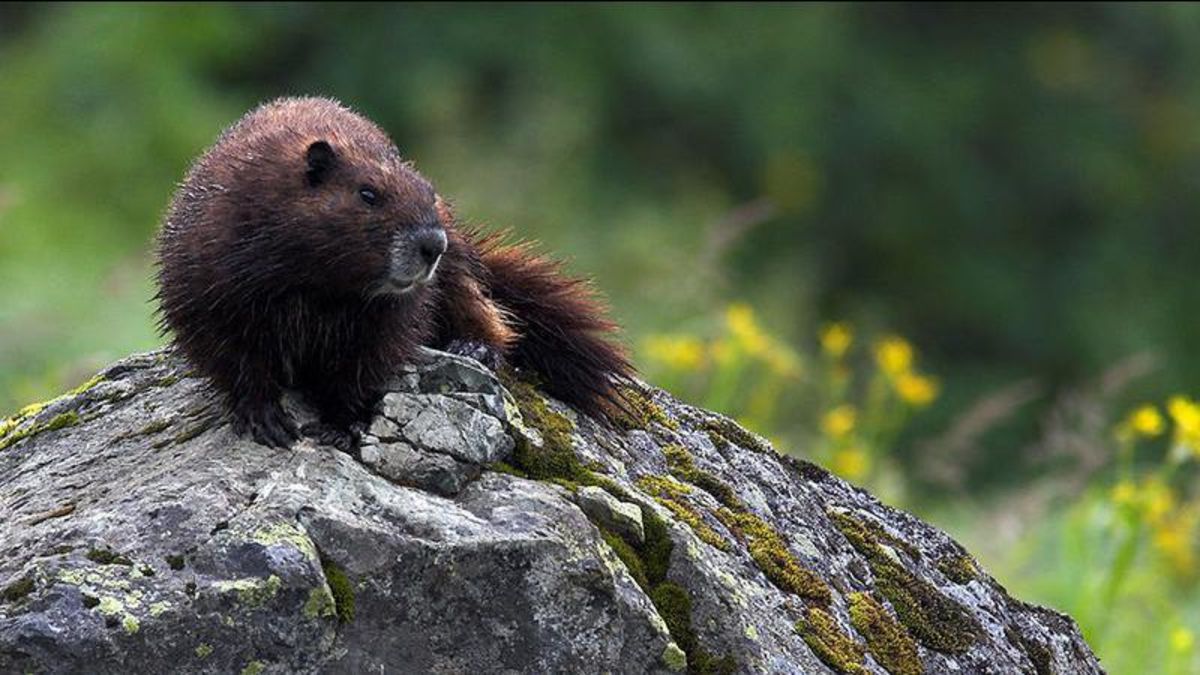 ‘More than happy to tuck back into bed:’ Van Isle Violet predicts ...