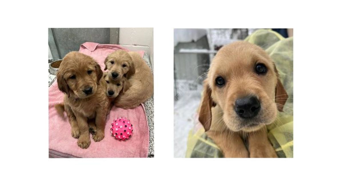 Pandemic dog boom ends, shelters seeing impact | Vernon Matters