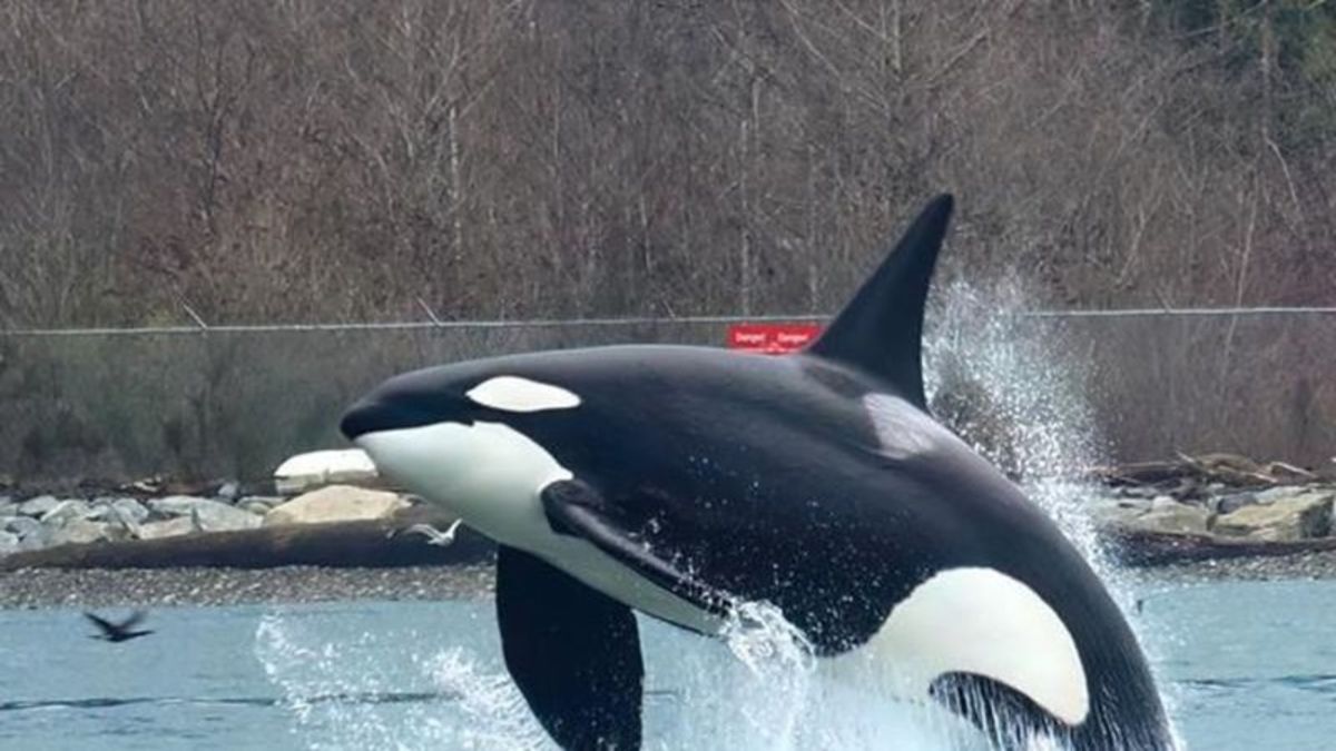 Bird photographer’s stunning image — an orca in flight off Vancouver’s Stanley Park | Lethbridge ...