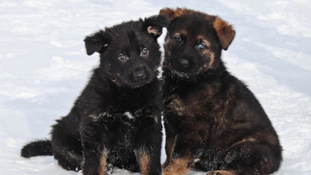 Submissions open for RCMP Name the Puppy Contest | CHAT News Today