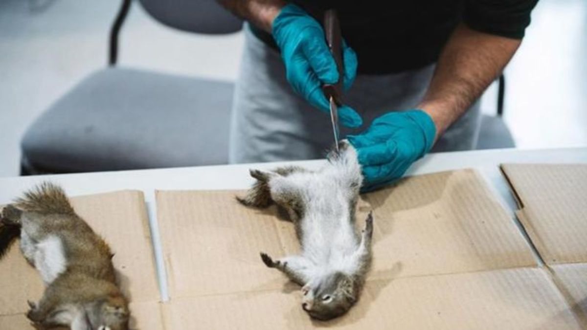 ‘Helped me rejuvenate my soul:’ Inmates in Yellowknife learn trapping ...