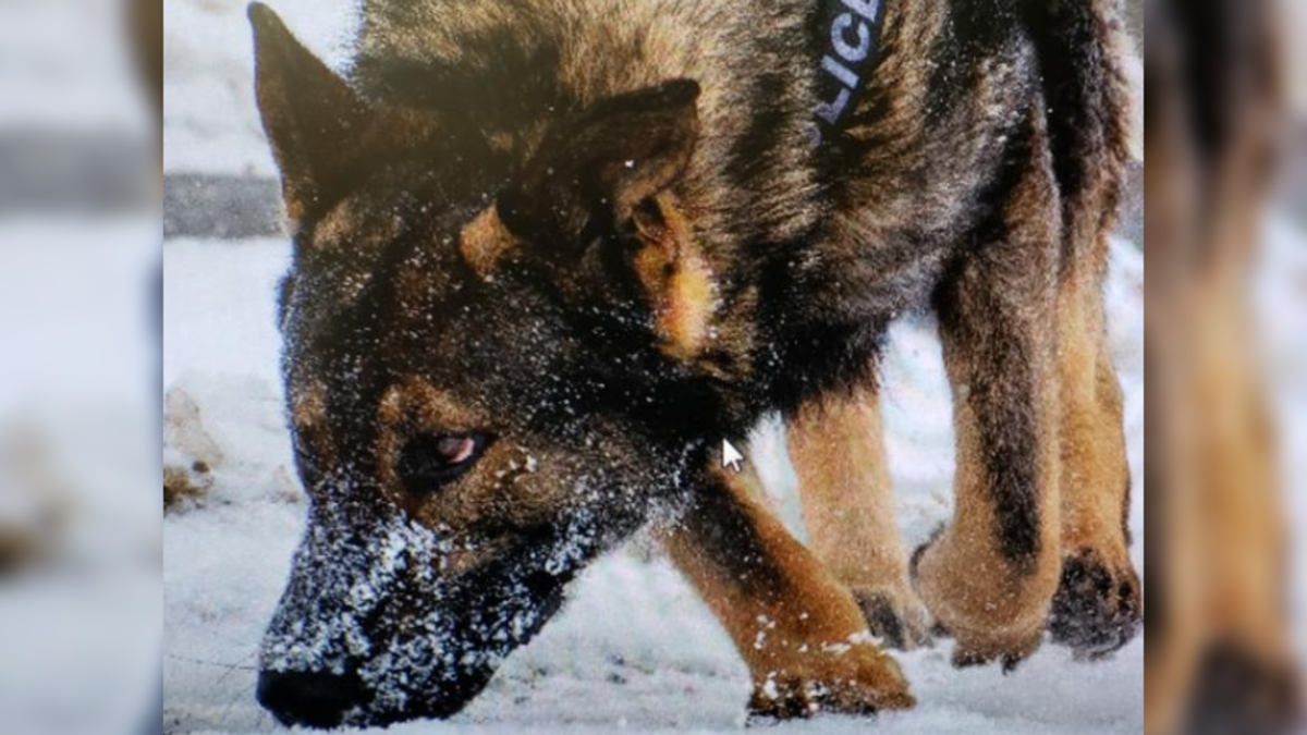 RCMP dog retiring after seven years of service | Vernon Matters