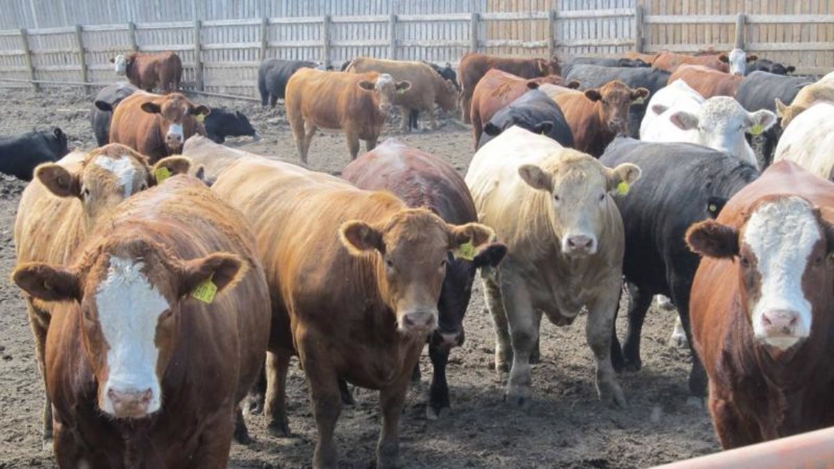 Sask. cattle industry under threat, SARM and industry groups say | paNOW