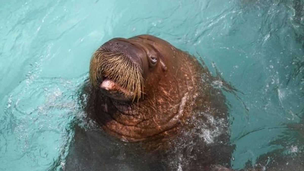 Last captive walruses in Canada moved to new SeaWorld in Abu Dhabi ...
