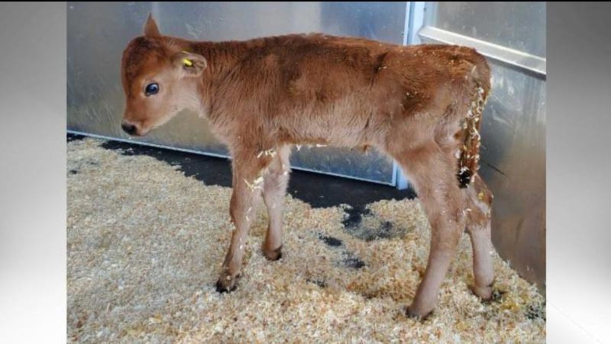 Southern Albertan charged in connection to improper care, slaughter and ...