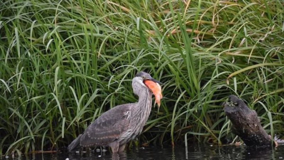 Up to the gills in goldfish: Large invasive fish a problem in B.C ...