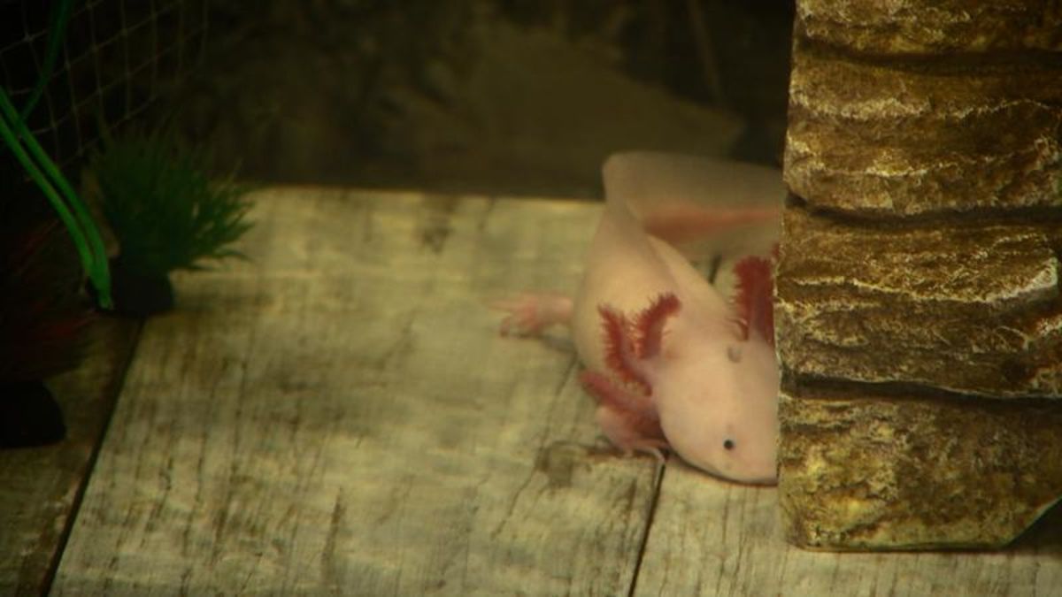 All eyes on axolotls at The Exploration Place | CKPG Today
