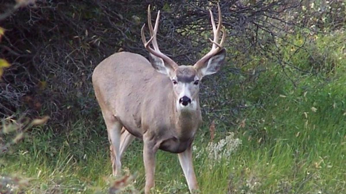 Some Sask. farmers say elk, deer populations destroying livestock feed ...