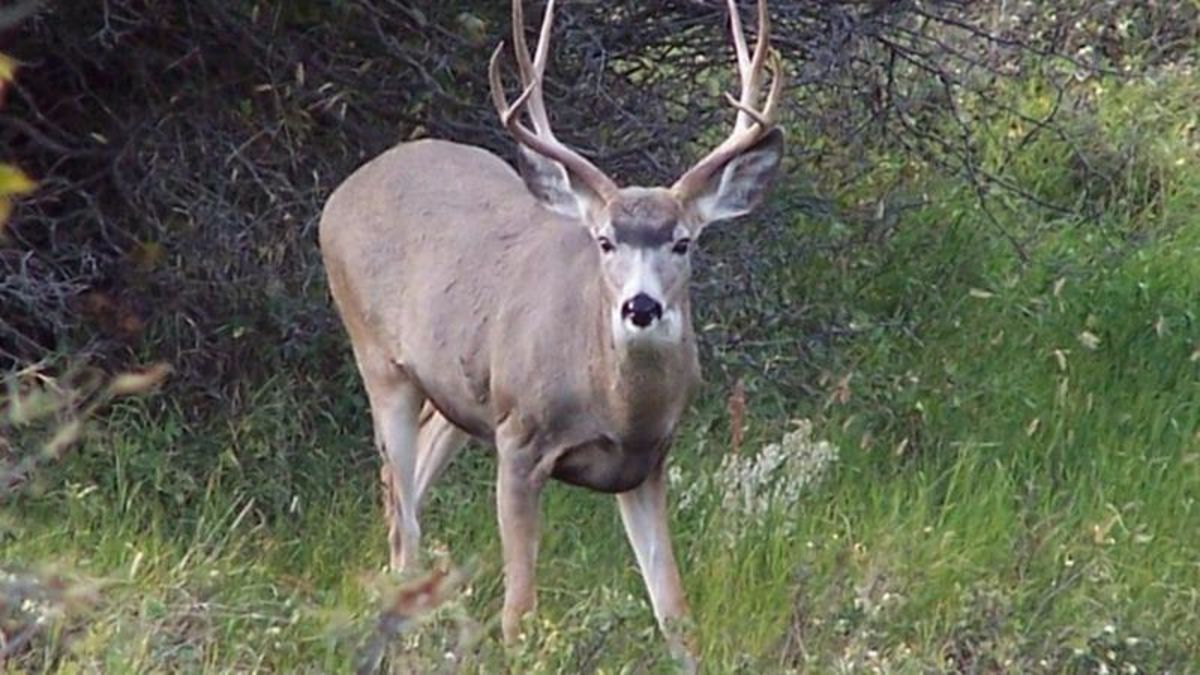 Some Sask. farmers say elk, deer populations destroying livestock feed ...