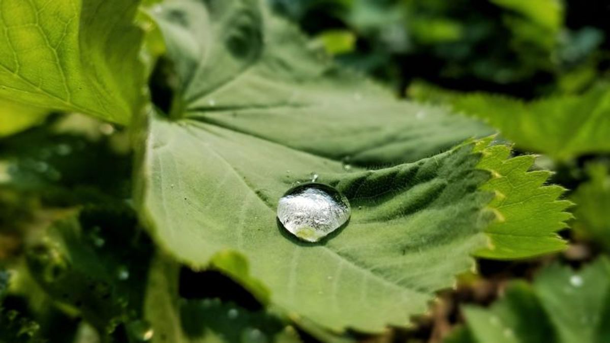 Monday marks the spring equinox – and spring-like weather is here to ...