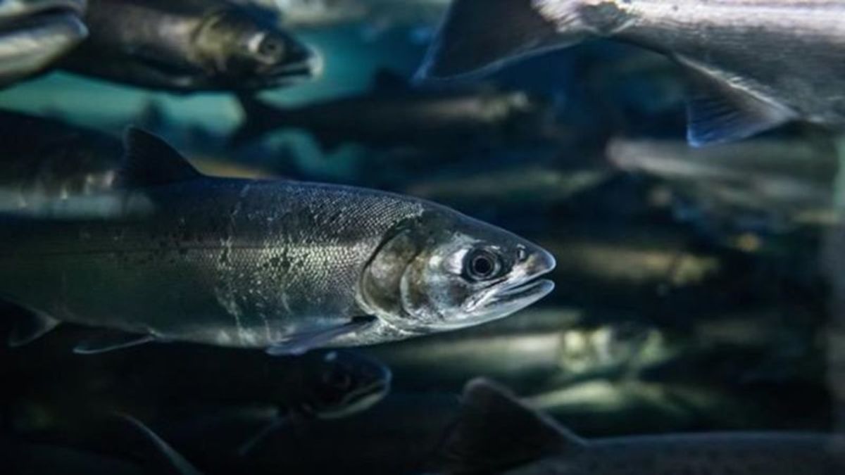 Changing salmon hatchery release practices can improve survival rates ...