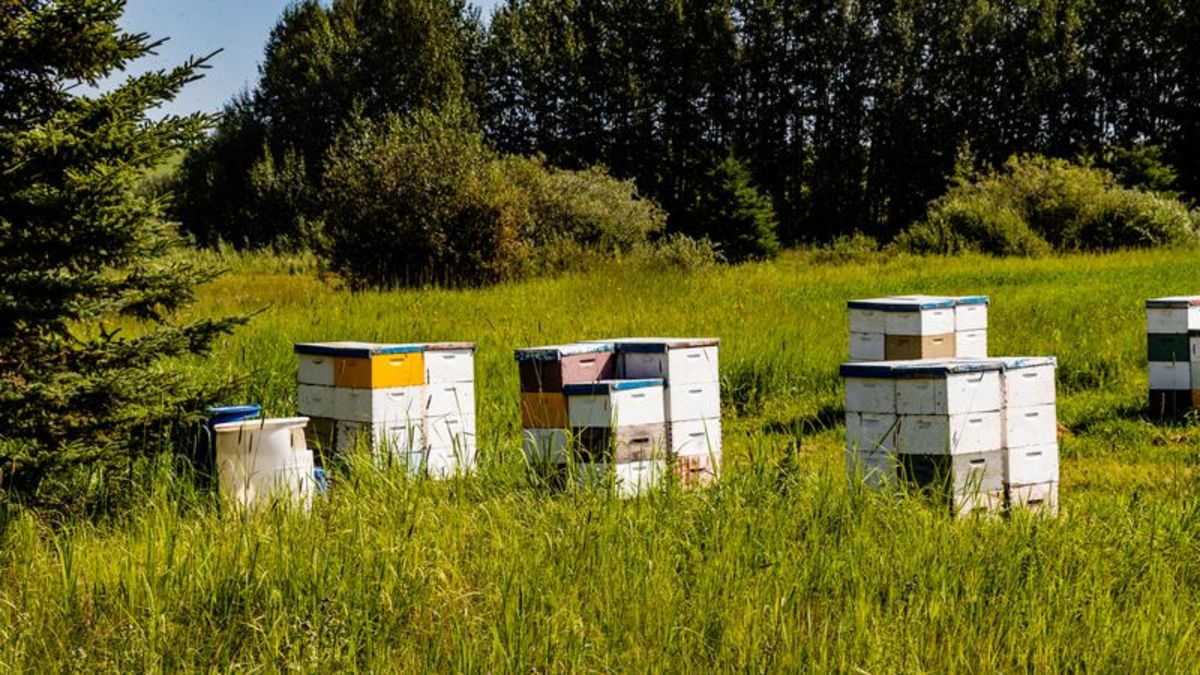 NWP-based bee research project receives funding from farm groups ...