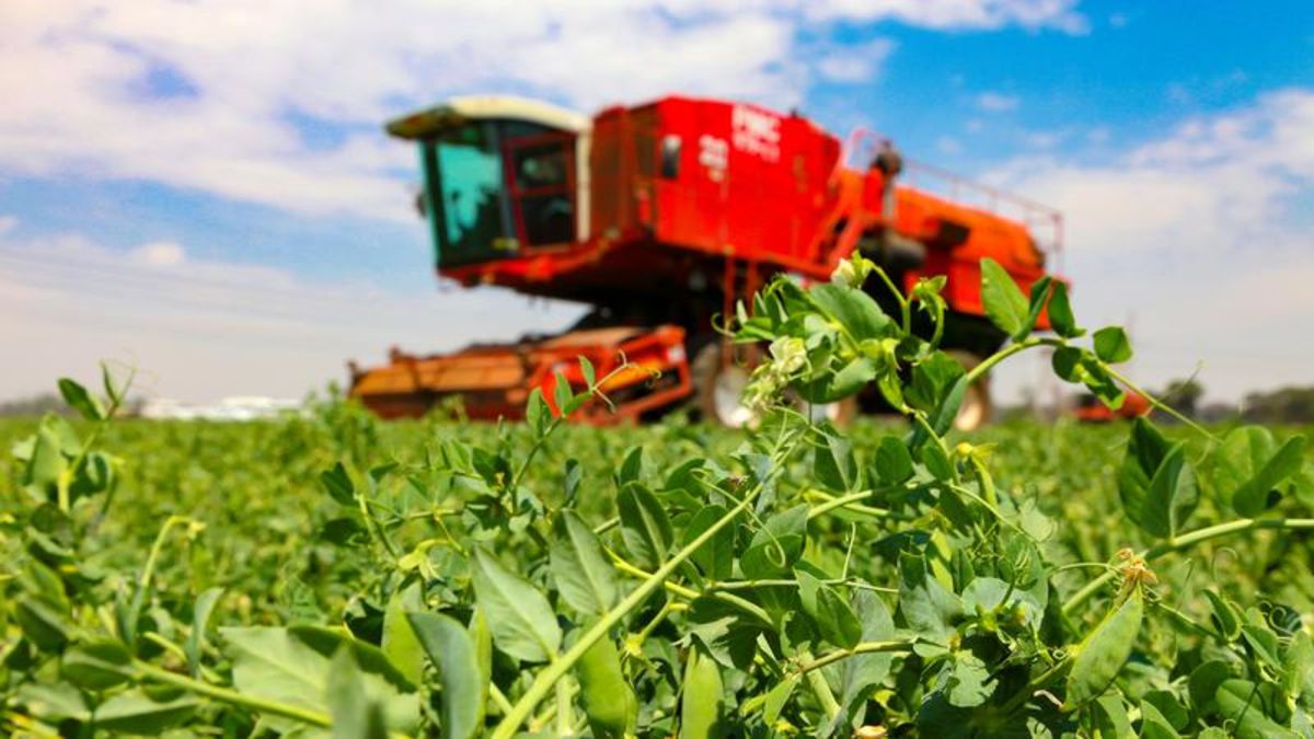 Alberta Pulse Growers commits $3 million over five years to root rot ...