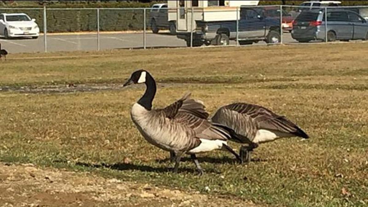Goose management program starts 17th year | Vernon Matters