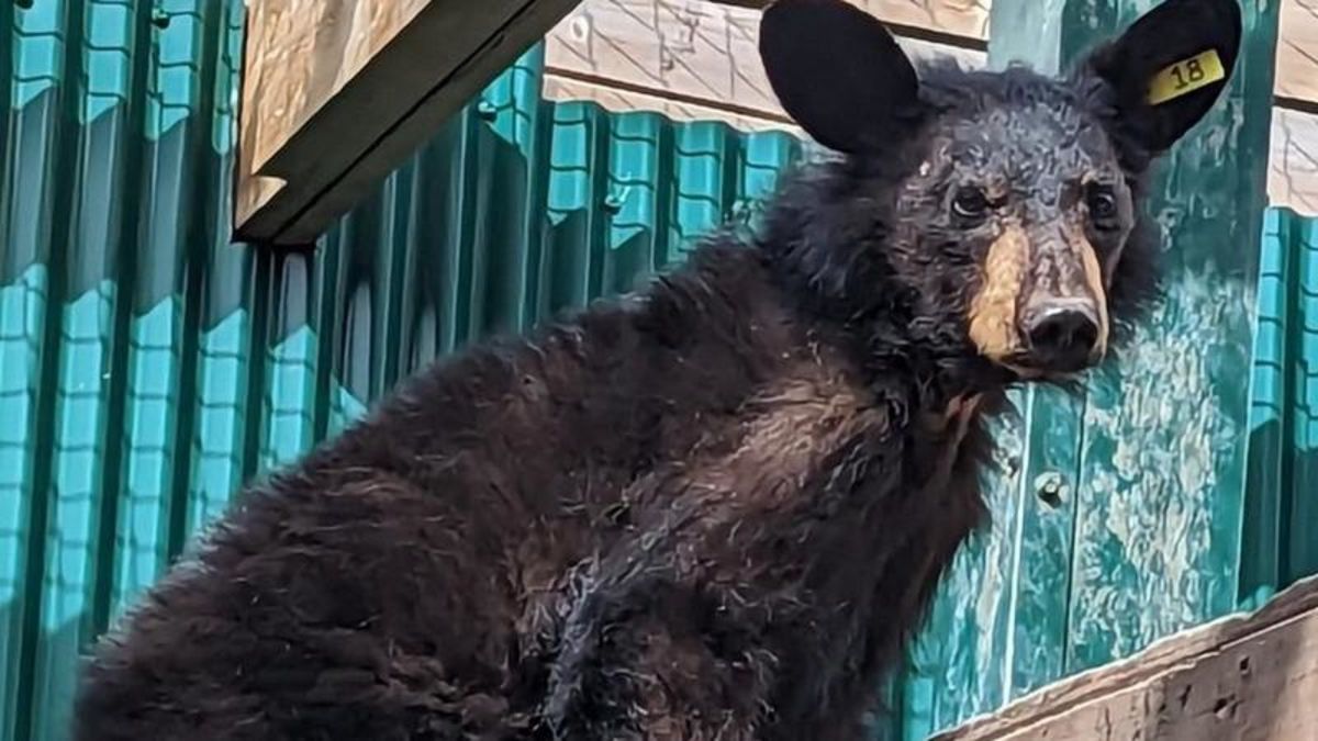 ROTHENBURGER: The story of a bear named Little John and his long ...