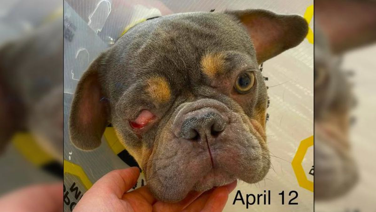 Nanaimo dog owners highlight potential holes in animal control bylaw ...