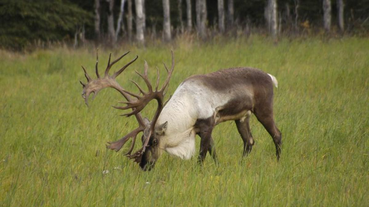 11,000 hectares secured for Caribou habitat and restoration protected ...