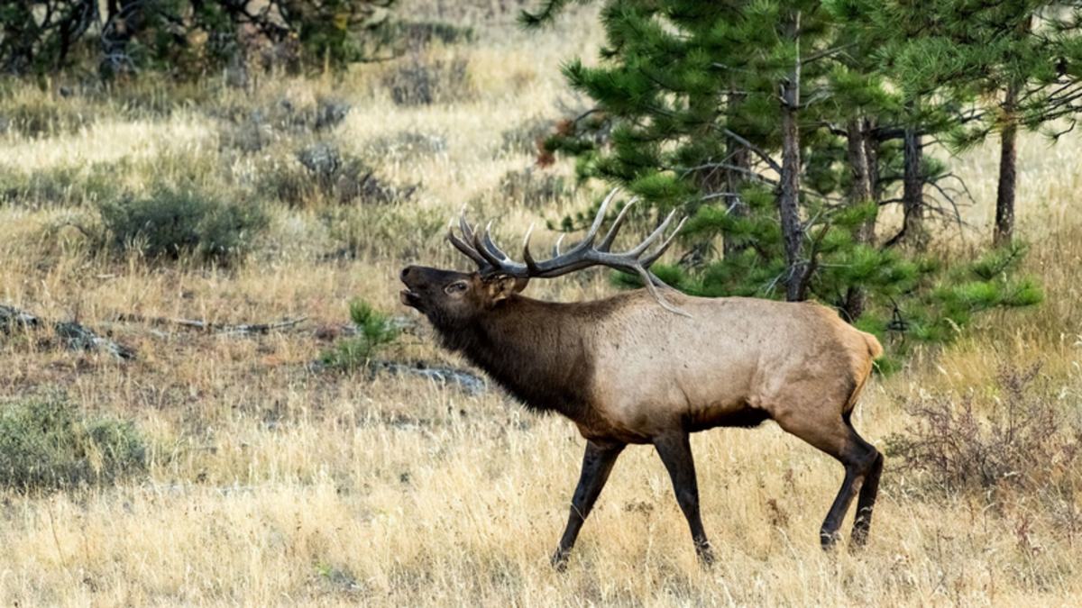 2023 Big Game Draw Opens May 1 | northeastNOW