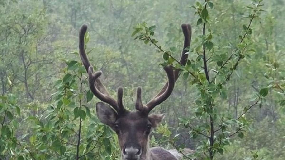 Threatened Quebec caribou herd expecting up to 12 calves this year ...