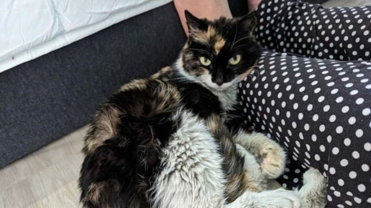 Border officers in Vancouver find cat in parcel from China: SPCA | CFJC Today Kamloops