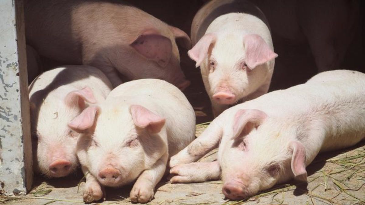 New outbreaks of African Swine Fever reported in Southeast Asia and ...