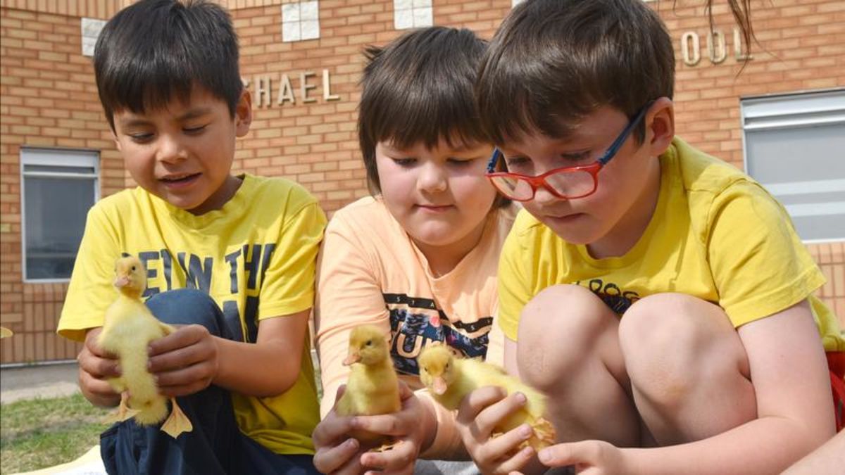 Quack to School; St. Michael’s students raising ducklings | paNOW