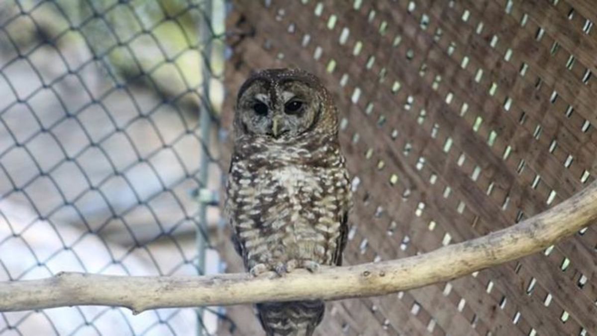 Two northern spotted owls found dead in B.C. forest, in blow to release ...