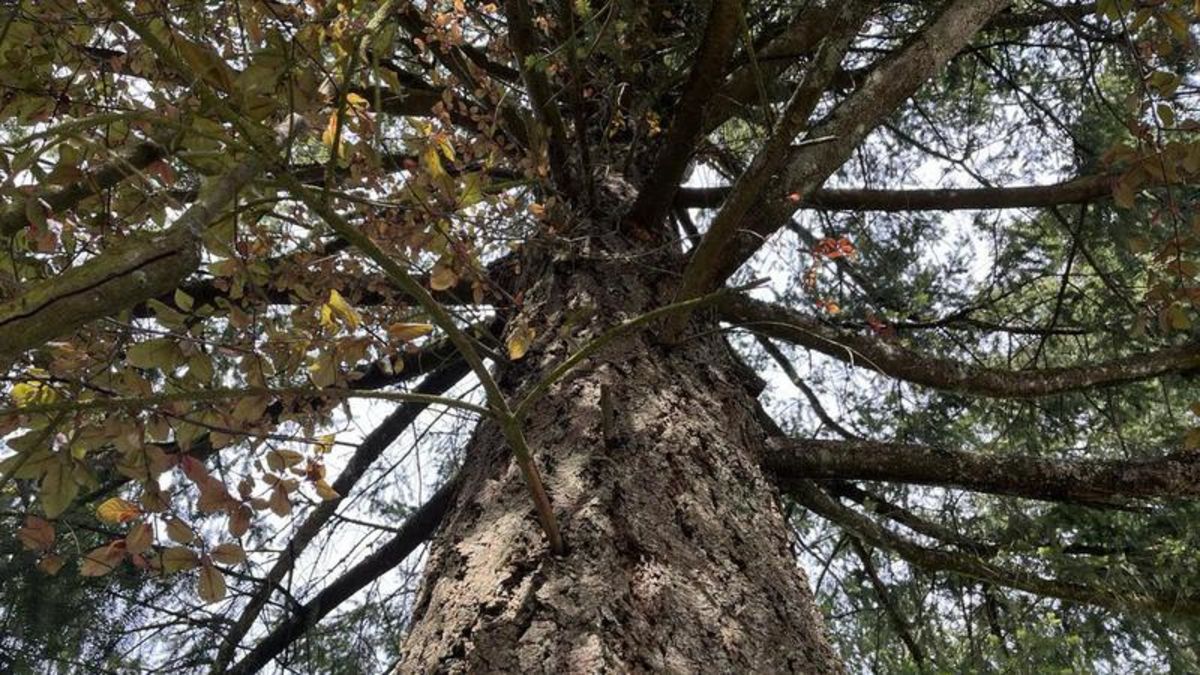 ‘We’re tip-toeing into this one:’ tree removal bylaw takes effect in ...