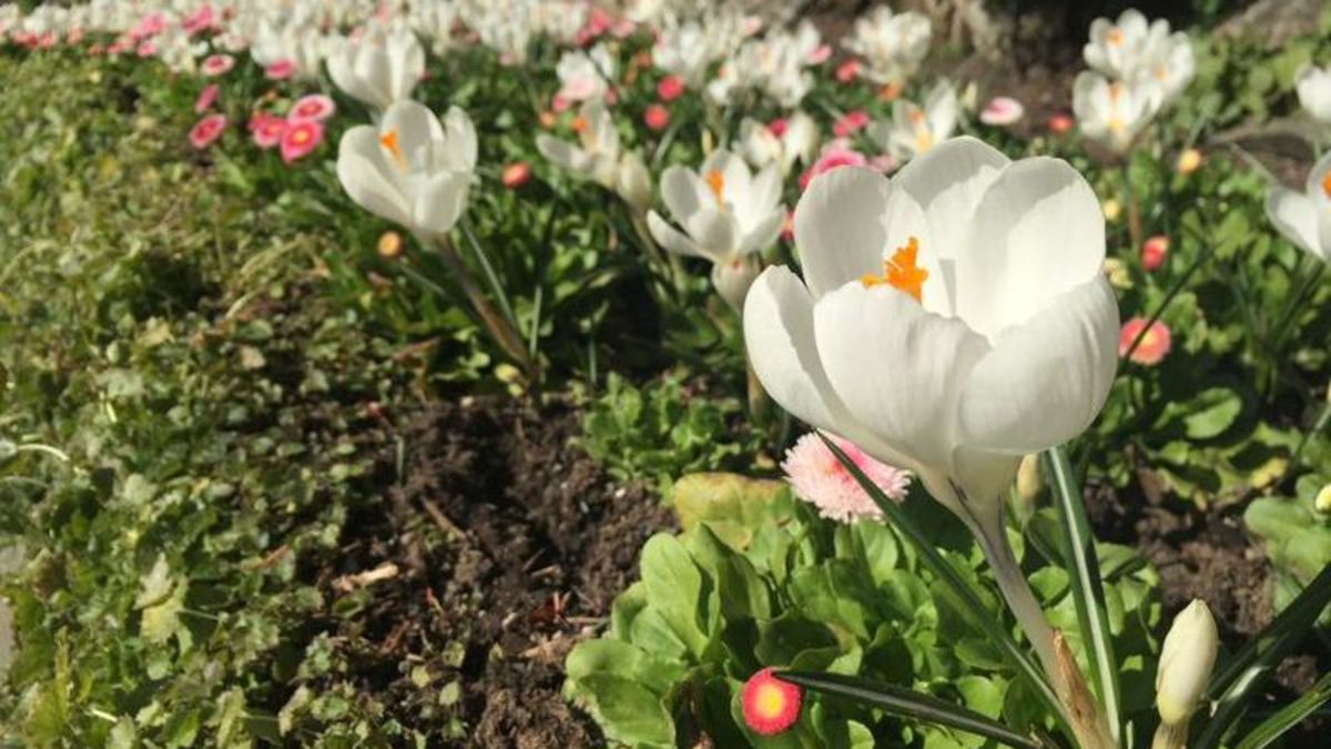 Expert provides tips on how to prevent sunburn for plants | paNOW