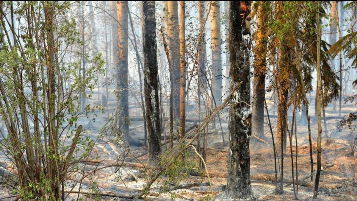 Alberta forest land scorched by 2023 wildfires surpasses one million ...