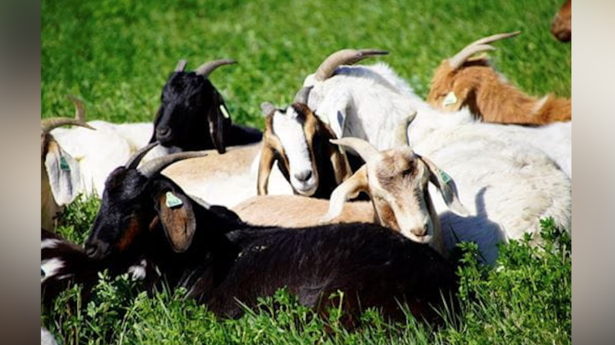 Goats being used to get rid of weeds around Wascana Centre | CJVR Today ...