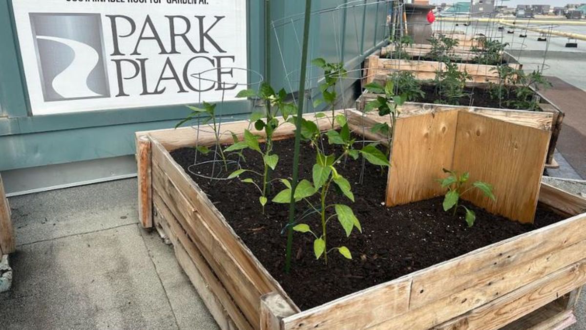 Rooftop garden at Park Place Shopping Centre helps local food banks ...