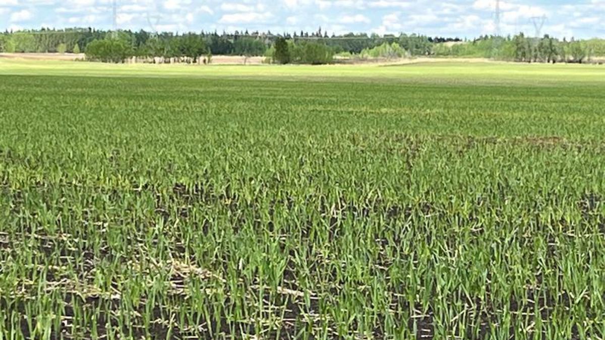Much-needed moisture doesn’t slow seeding in Central Alberta region ...