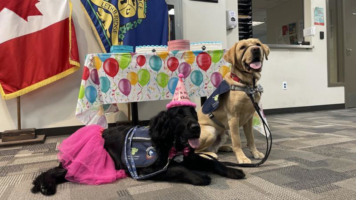 LPS celebrates support dog’s birthday | Lethbridge News Now