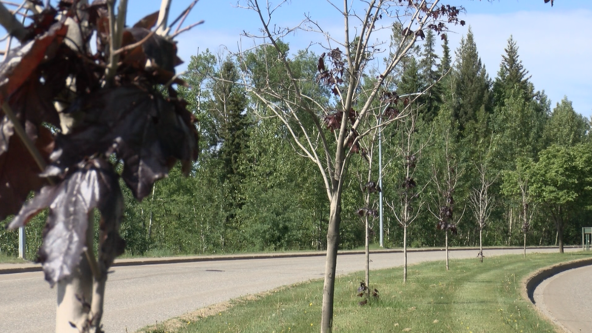 Nature’s Chilling Blow: Tree Winter Kill Takes its Toll | CKPG Today