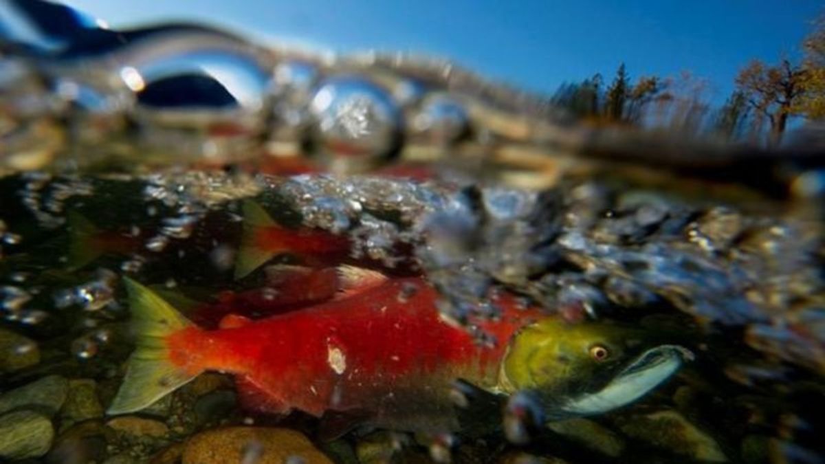 B.C. to invest $17 million on science, Indigenous knowledge to restore ...