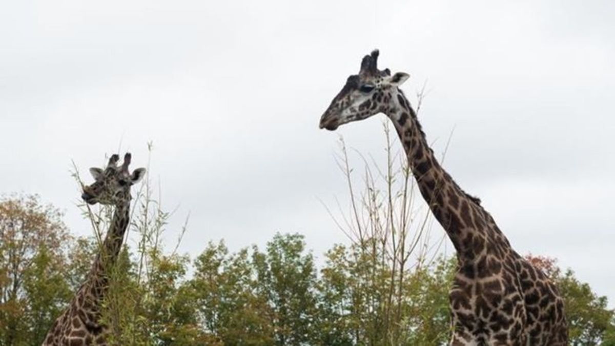 How Canada’s zoos protect the animals when wildfire smoke blows in ...