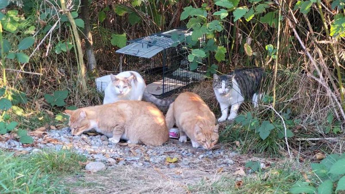 ‘There is a lot of preventable suffering:’ CatNap Society pushes to ...