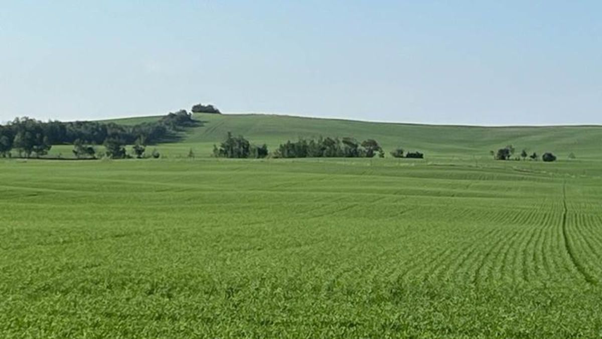 Alberta Crop Report: June 9 | rdnewsnow.com