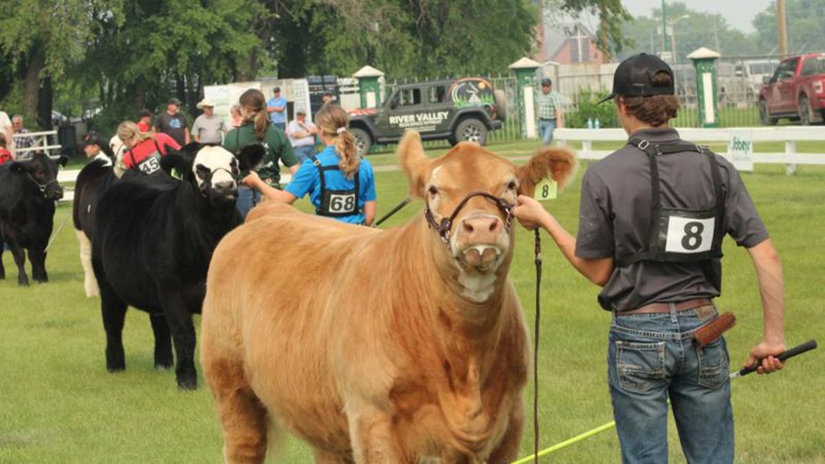 Prince Albert charity steer auction celebrates 20th anniversary ...