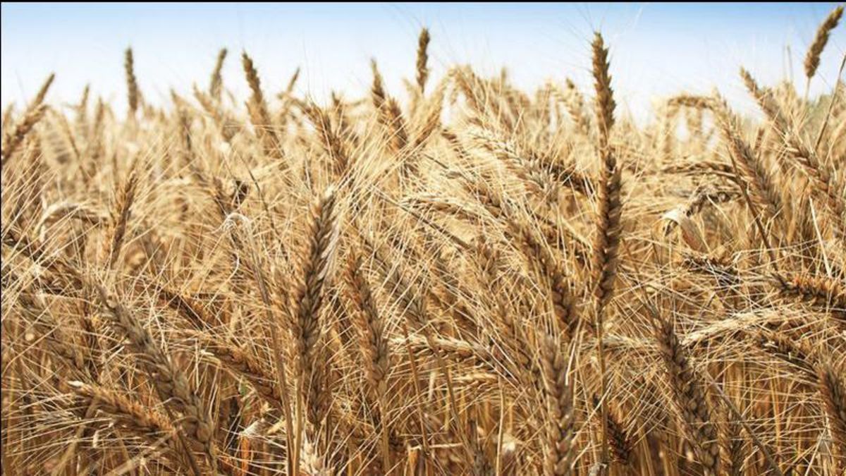 Changes coming to Canadian Grain Commission’s Grading Guide | saskNOW ...